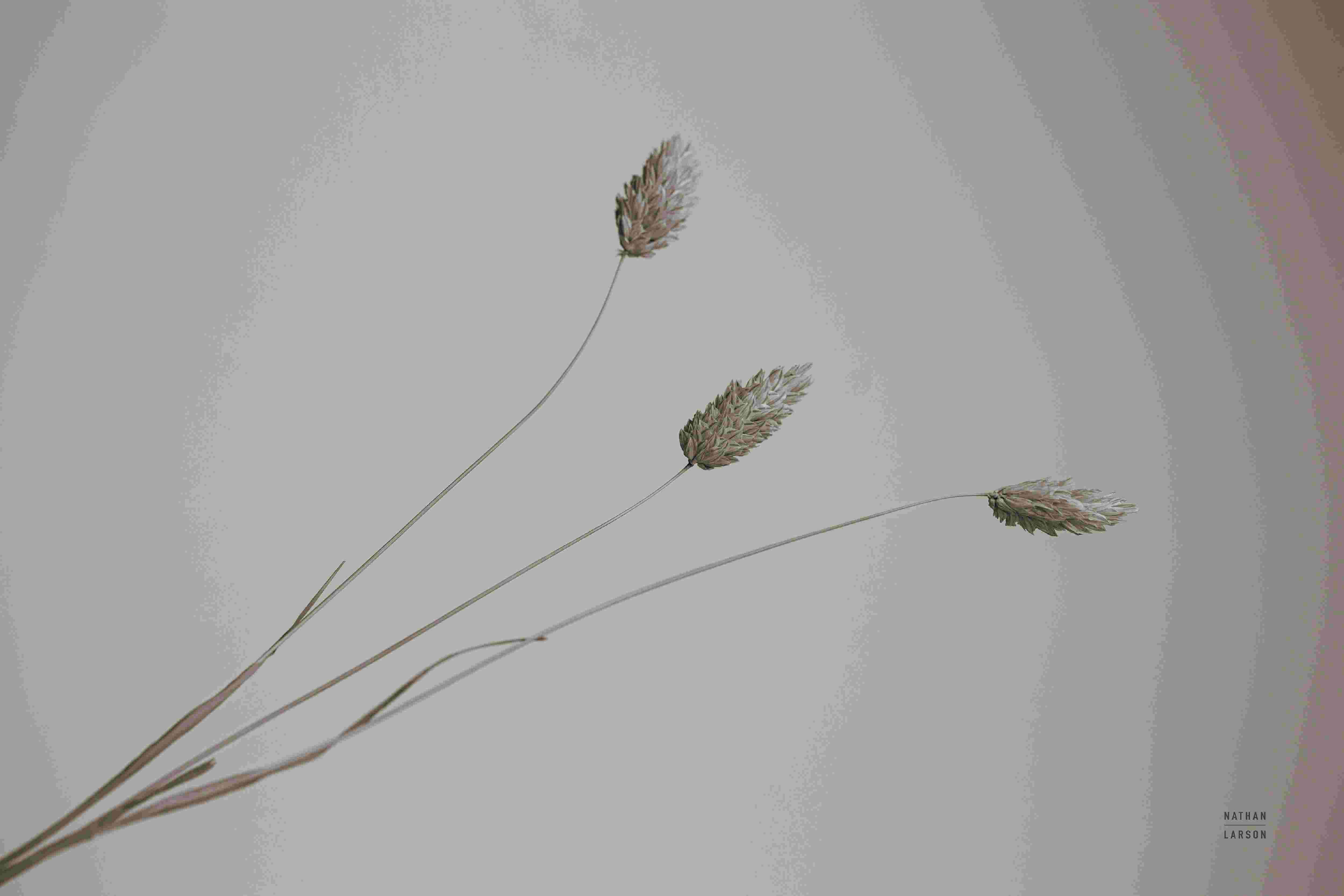 Winston Porter Grass Study - Wrapped Canvas Print | Wayfair